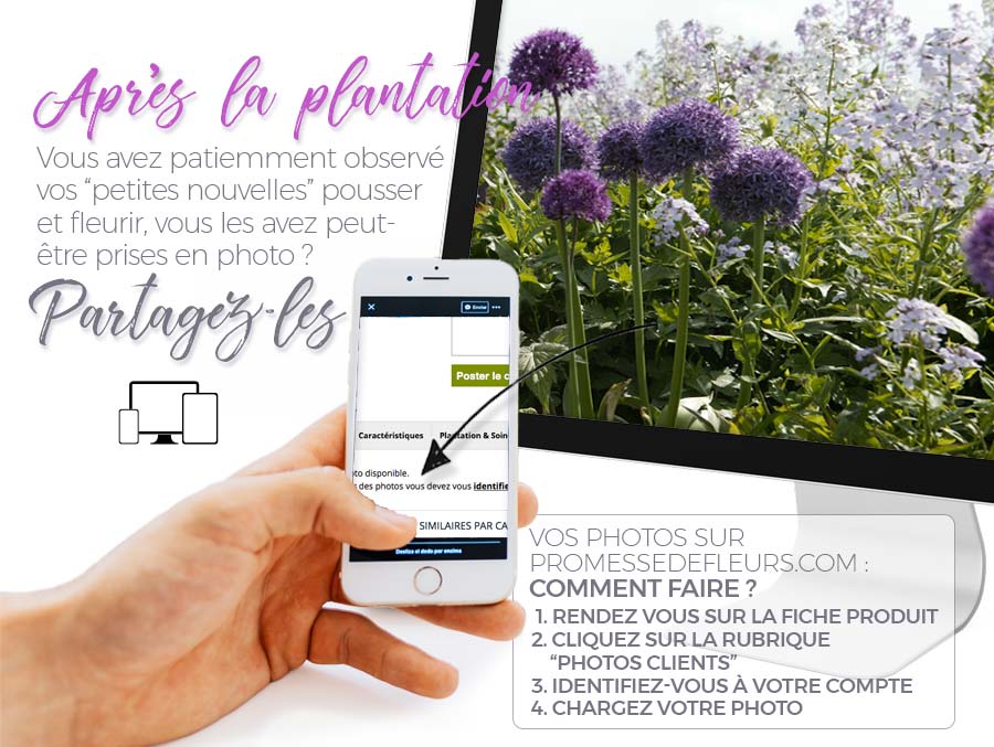 Promesse de fleurs, plantes pour le jardin : vivaces, arbustes ...