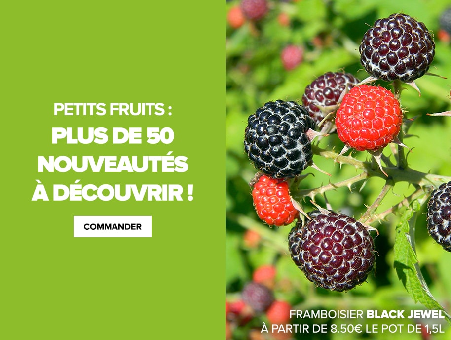 Promesse de fleurs, plantes pour le jardin : vivaces, arbustes ...