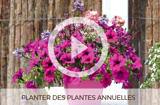 Plantes annuelles