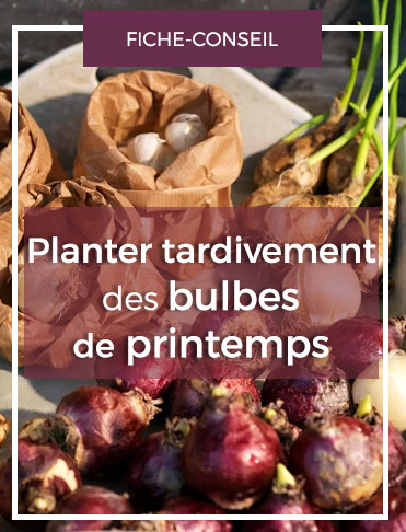 Bulbes de printemps - Plus de 1000 variétés à commander en ligne