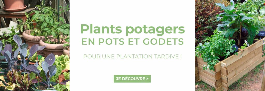 Potager - 3000 légumes en graines et plants pour cultiver votre jardin