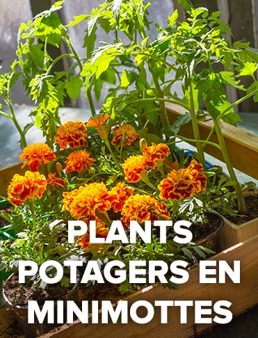 Cultiver son potager - Réussir 3000 légumes du jardin à l'assiette ...