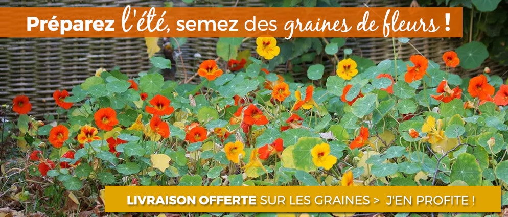Promesse de fleurs, plantes pour le jardin : vivaces, arbustes ...