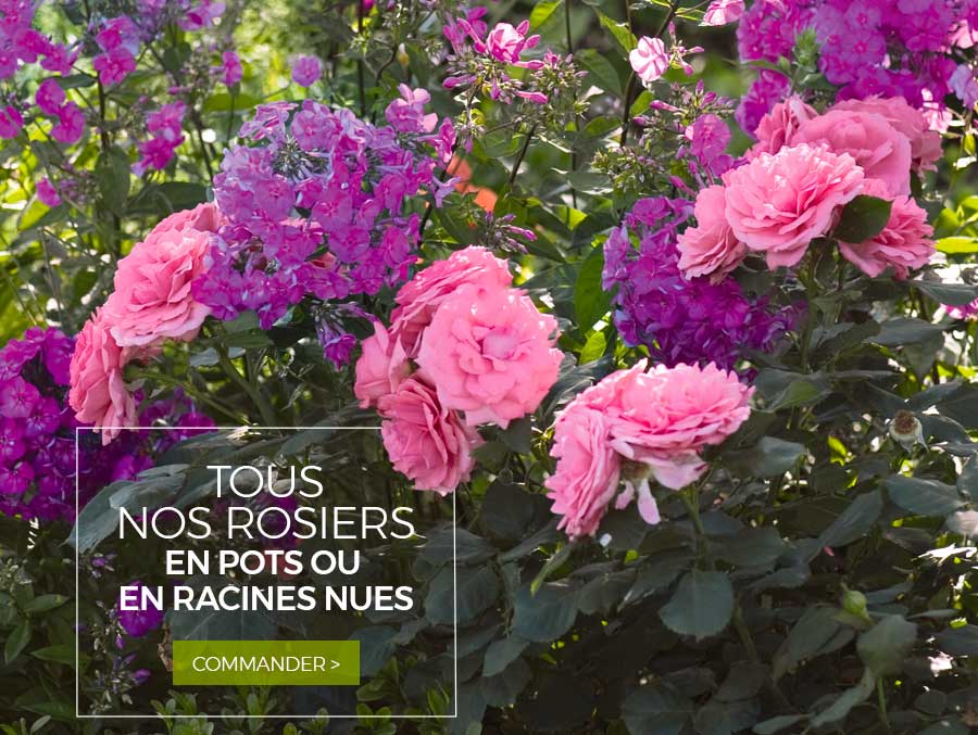 Promesse de fleurs, plantes pour le jardin : vivaces, arbustes ...