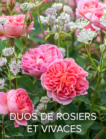 Notre gamme de rosiers anglais, anciens, à grandes fleurs, grimpants ...