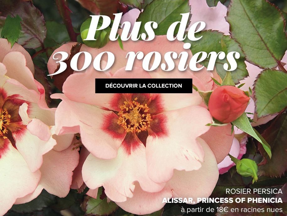 Promesse de fleurs, plantes pour le jardin : vivaces, arbustes ...