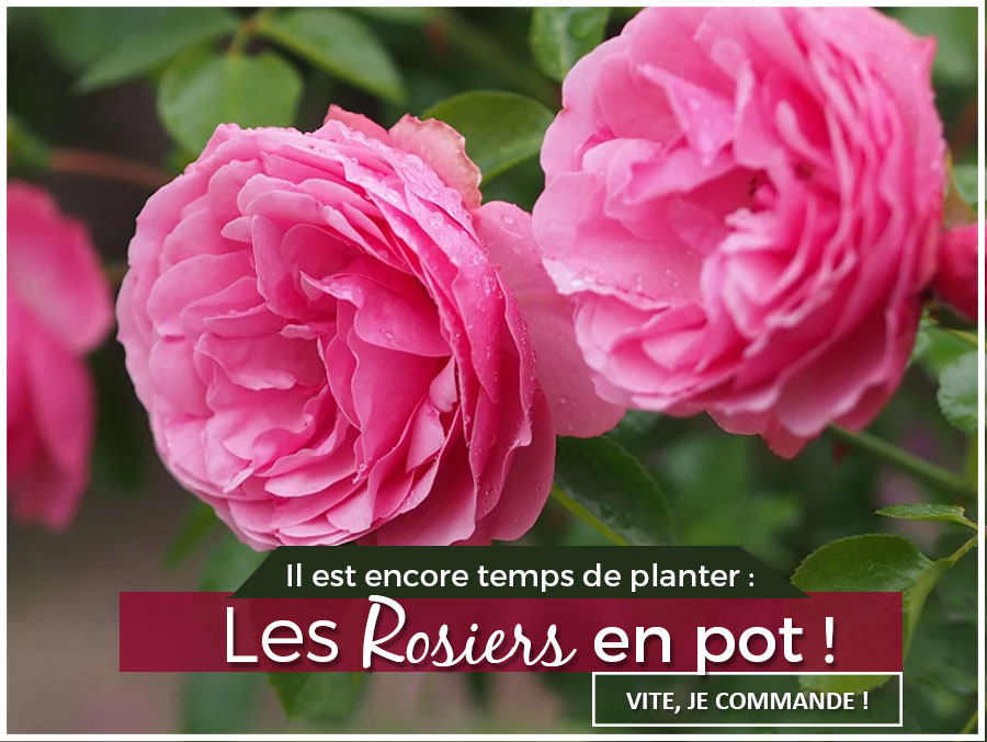 Promesse de fleurs, plantes pour le jardin : vivaces, arbustes ...