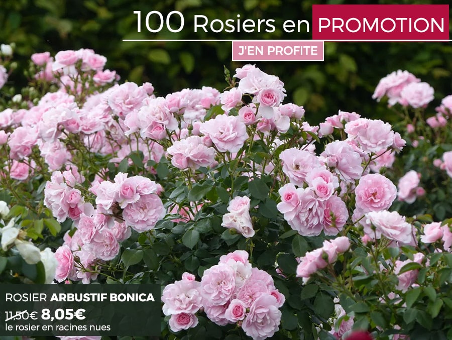 Promesse de fleurs, plantes pour le jardin : vivaces, arbustes ...