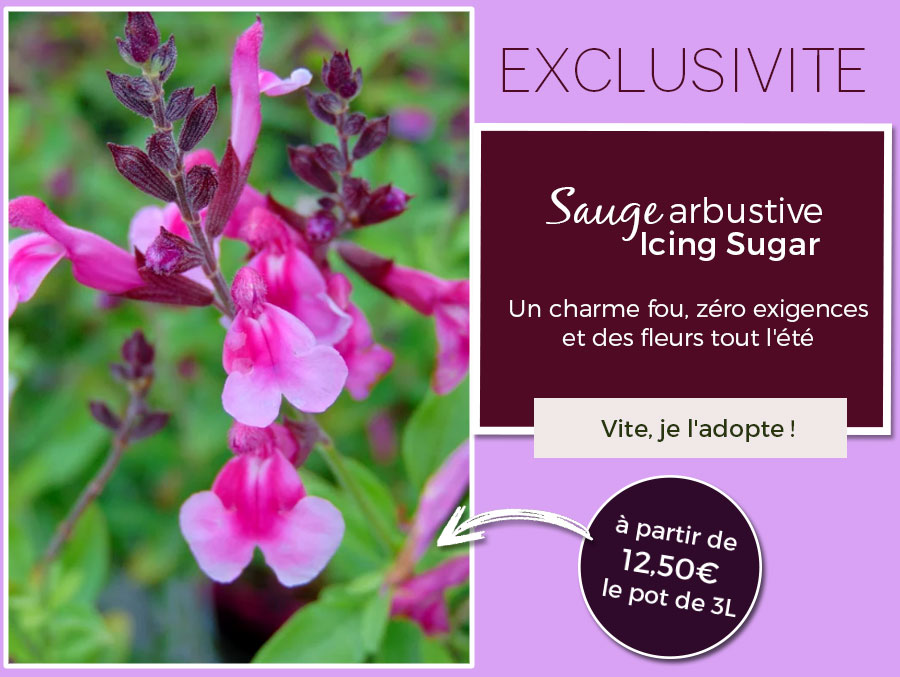 Promesse de fleurs, plantes pour le jardin : vivaces, arbustes ...