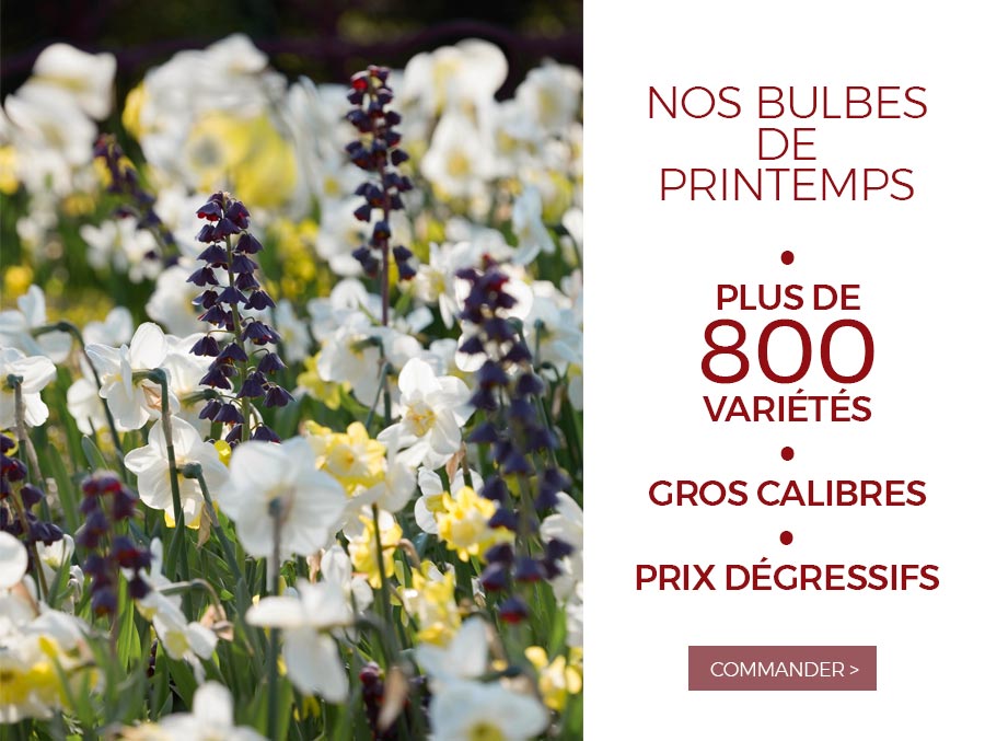 Promesse de fleurs, plantes pour le jardin : vivaces, arbustes ...