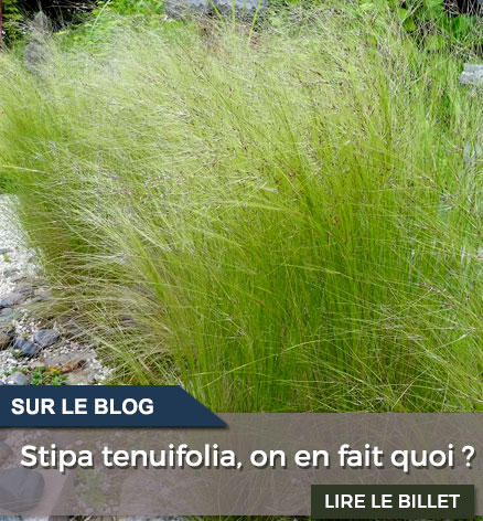 Les graminées ornementales, sont très structurantes.