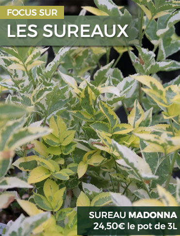 Vente d’arbustes pour votre jardin. Une sélection de formes, hauteurs ...