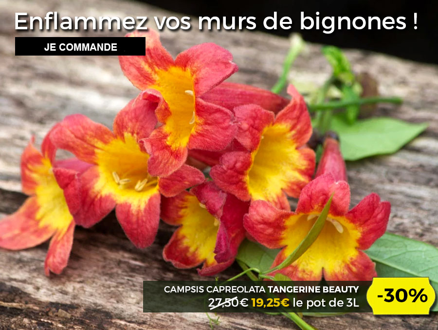 Promesse de fleurs, plantes pour le jardin : vivaces, arbustes ...