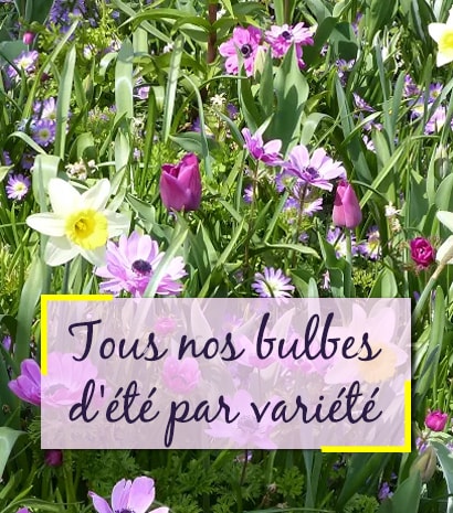 Bulbes de printemps - Plus de 1000 variétés à commander en ligne