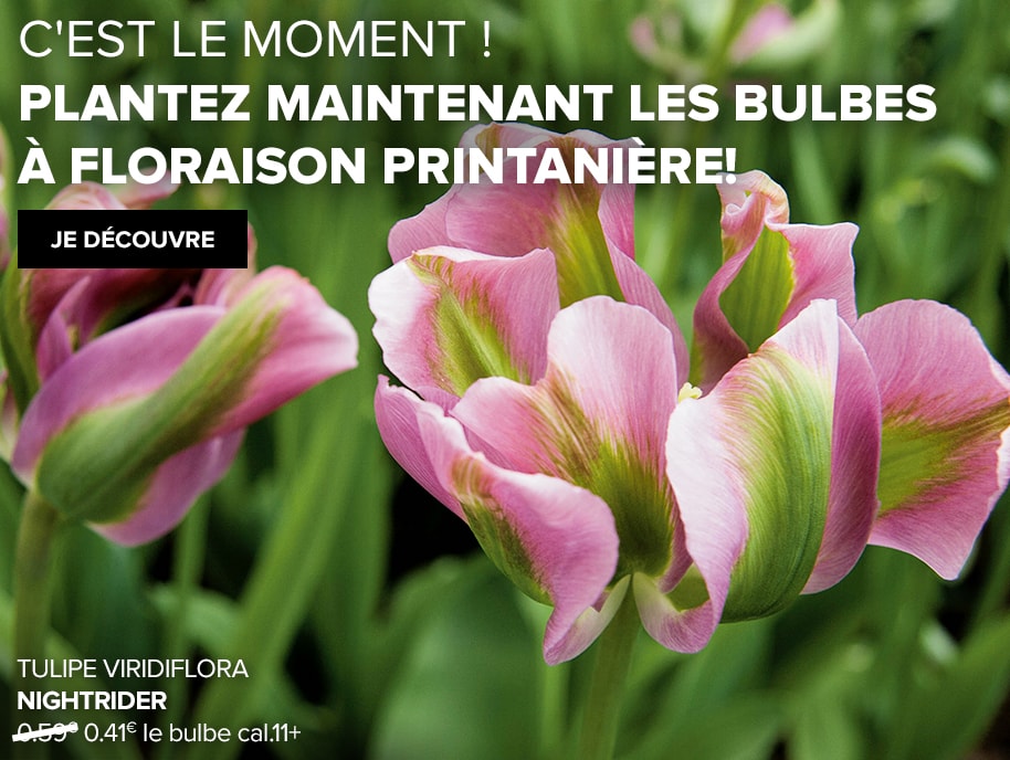 Promesse de fleurs, plantes pour le jardin : vivaces, arbustes ...