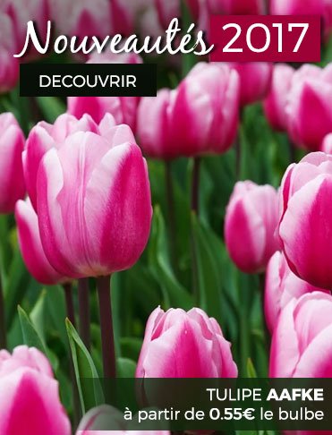 Bulbes de printemps - Plus de 1000 variétés à commander en ligne