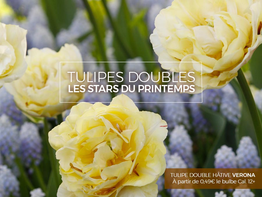 Promesse de fleurs, plantes pour le jardin : vivaces, arbustes ...