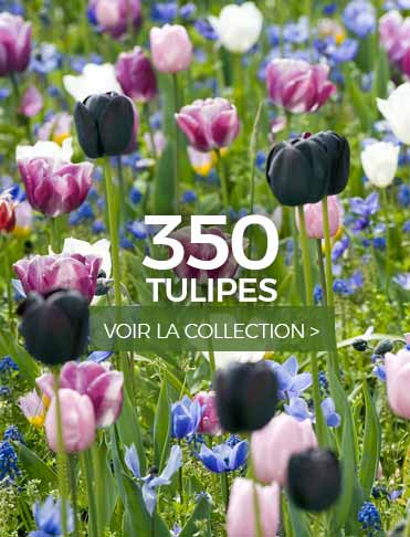 Bulbes de printemps - Plus de 1000 variétés à commander en ligne
