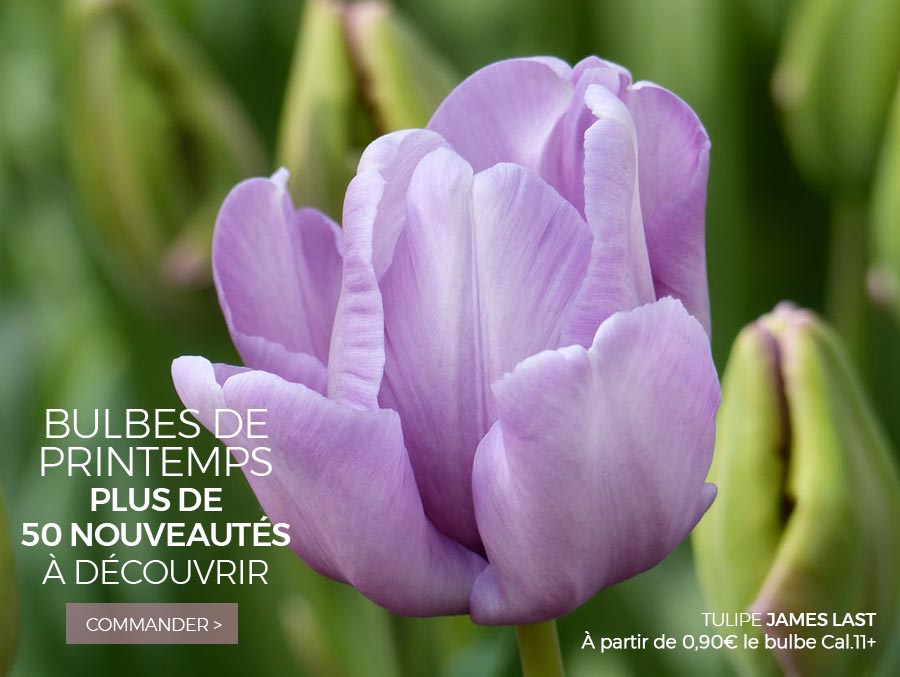 Promesse de fleurs, plantes pour le jardin : vivaces, arbustes ...