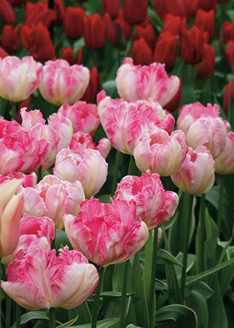 Vente de plus de 350 variétés de bulbes de tulipes pour votre jardin.