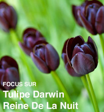 Vente de plus de 350 variétés de bulbes de tulipes pour votre jardin.