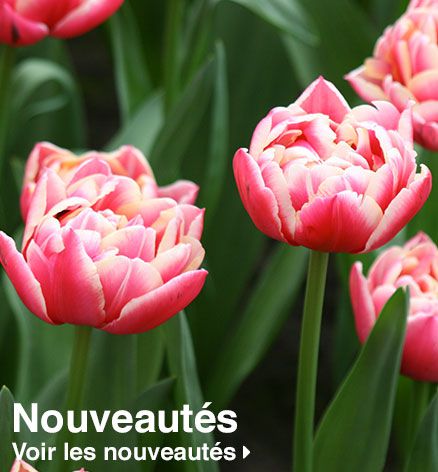 Vente de plus de 350 variétés de bulbes de tulipes pour votre jardin.