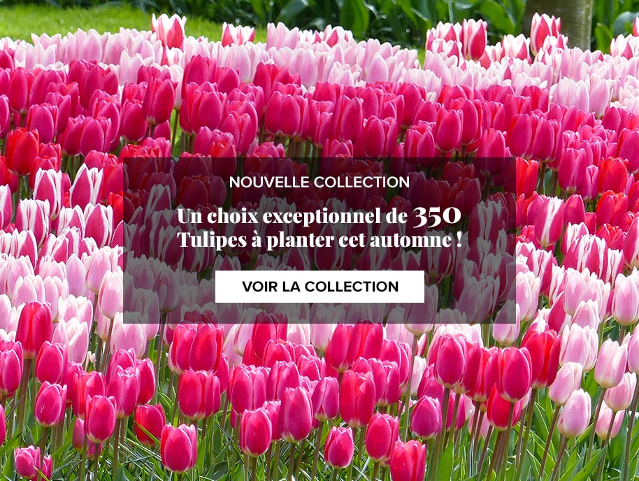 Promesse de fleurs, plantes pour le jardin : vivaces, arbustes ...