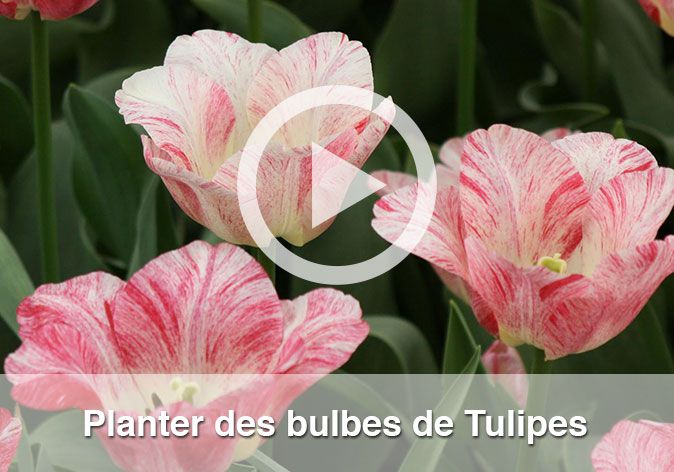 Vente de plus de 350 variétés de bulbes de tulipes pour votre jardin.