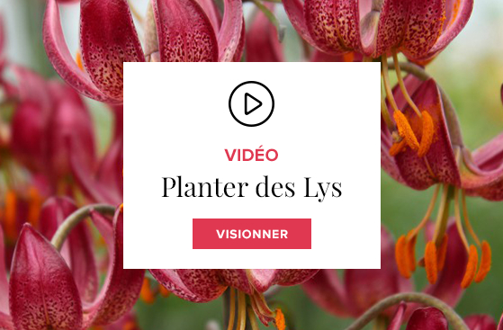 Bulbes de printemps - Plus de 1000 variétés à commander en ligne
