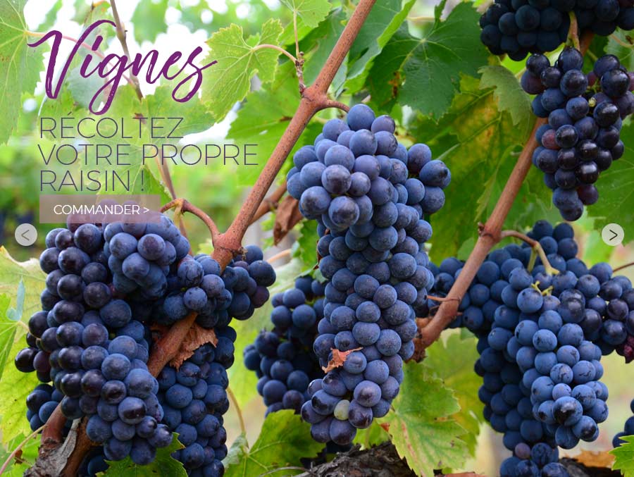 Promesse de fleurs, plantes pour le jardin : vivaces, arbustes ...