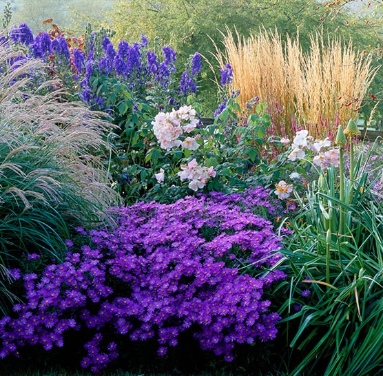 Plantes vivaces pour le jardin. Vivaces couvre-sol, vivaces d'ombre et ...