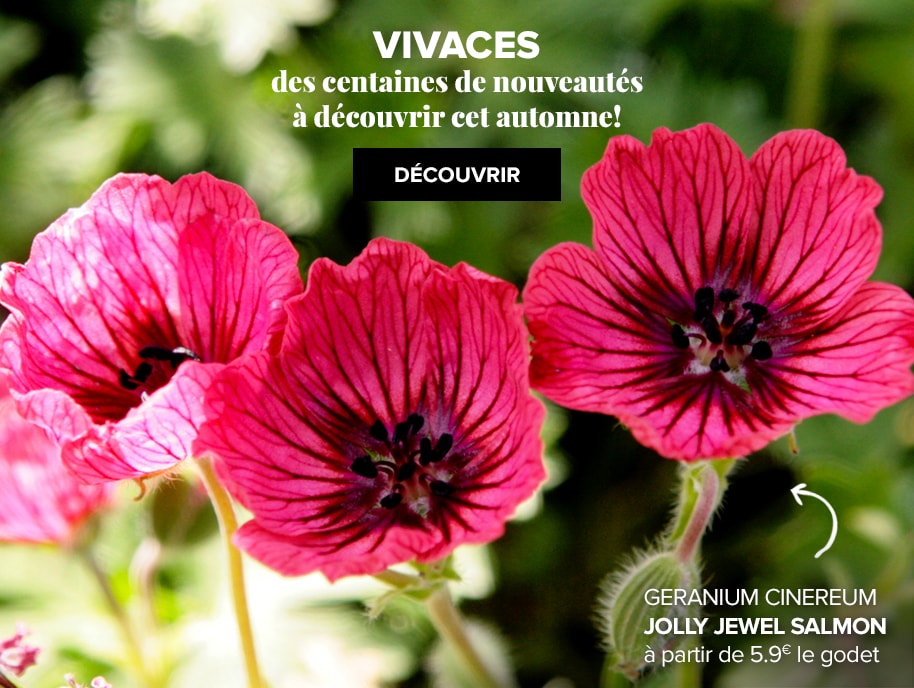 Promesse de fleurs, plantes pour le jardin : vivaces, arbustes ...