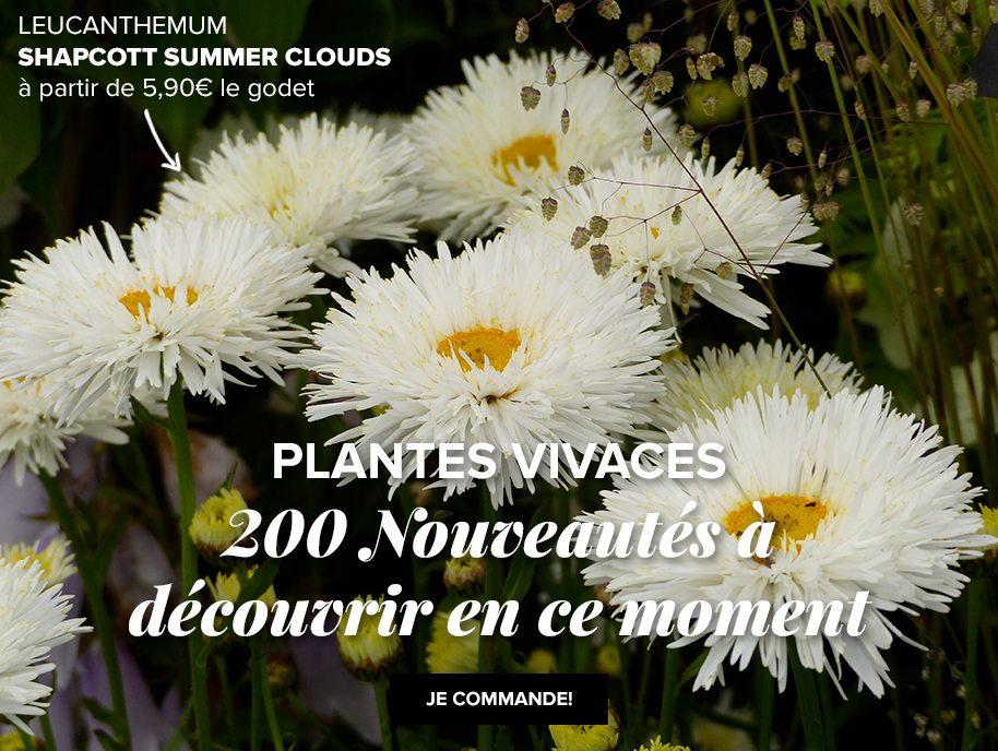 Promesse de fleurs, plantes pour le jardin : vivaces, arbustes ...