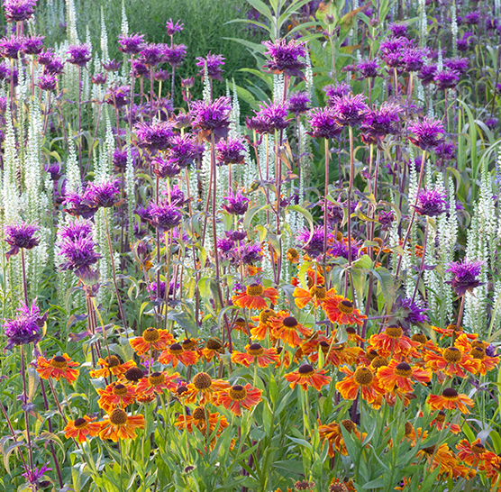 Plantes vivaces pour le jardin. Vivaces couvre-sol, vivaces d'ombre et ...