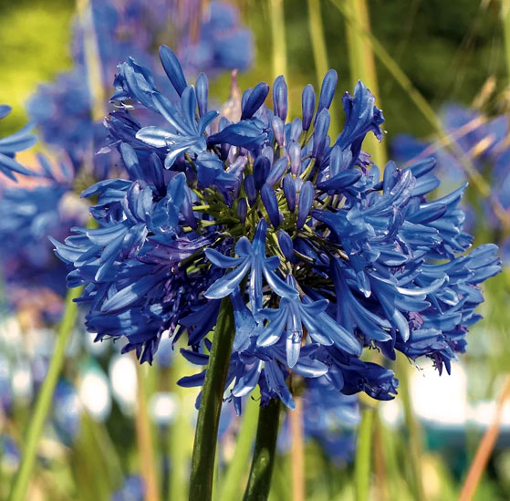 Plantes vivaces pour le jardin. Vivaces couvre-sol, vivaces d'ombre et ...
