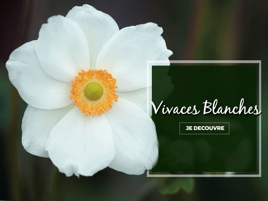 Promesse de fleurs, plantes pour le jardin : vivaces, arbustes ...