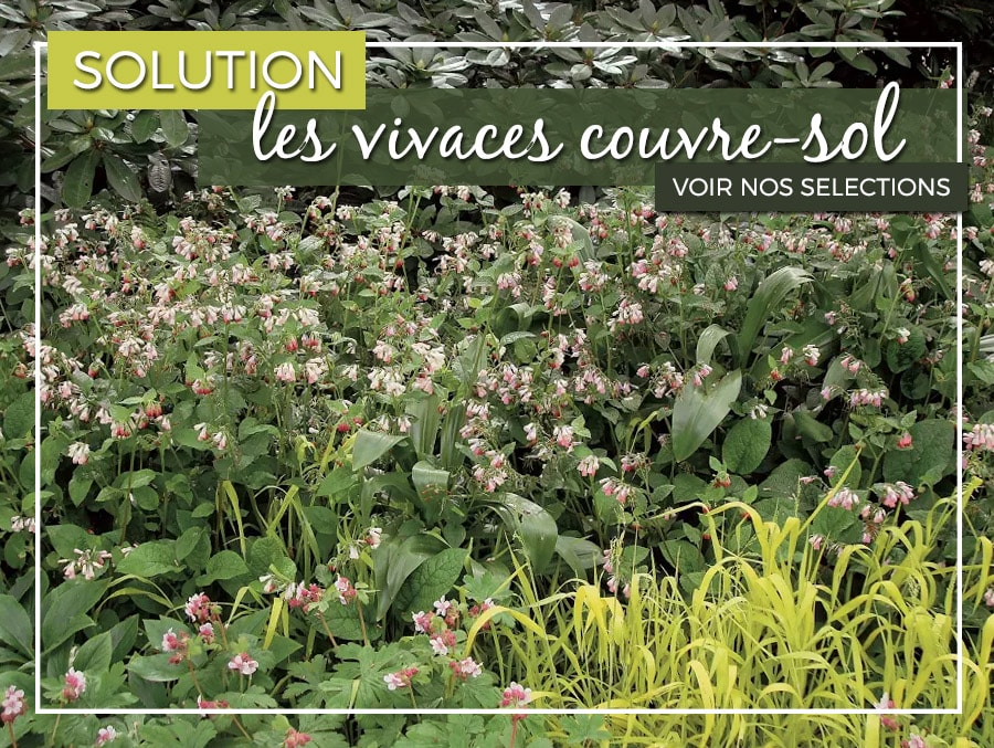 Promesse de fleurs, plantes pour le jardin : vivaces, arbustes ...