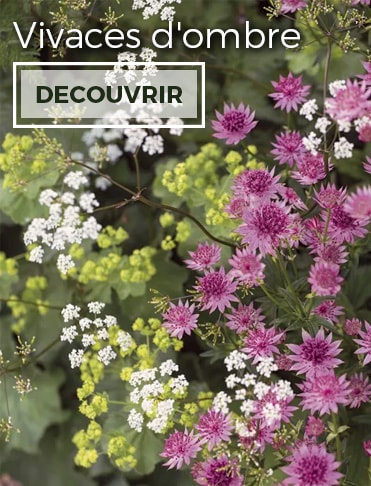 Plantes vivaces pour le jardin. Vivaces couvre-sol, vivaces d'ombre et ...