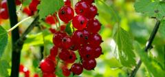 5 petits fruits rouges faciles à cultiver au jardin - Promesse de Fleurs