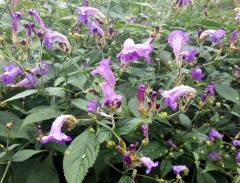 Strobilanthes : planter, cultiver et entretenir - Promesse de Fleurs