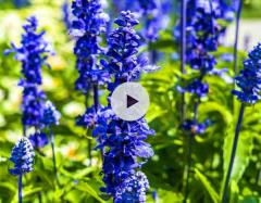 5 sauges rouges à adopter au jardin - Promesse de Fleurs