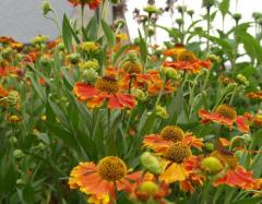 8 vivaces à fleurs orange qu’il faut avoir dans son jardin - Blog ...