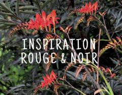 fleurs rouges : 10 vivaces qu'il faut avoir dans son jardin - Notre ...