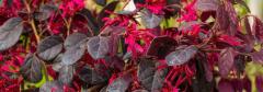 fleurs rouges : 10 vivaces qu'il faut avoir dans son jardin - Notre ...