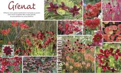 6 idées de massif pour un jardin rouge/pourpre - Promesse de Fleurs