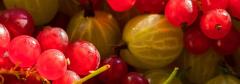 Tailler les groseilliers et cassissiers - Promesse de Fleurs