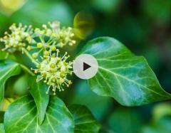 6 lierres à découvrir : belles et originales variétés - Promesse de Fleurs