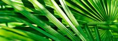 Les palmiers : semis, plantation et entretien - Nos conseils