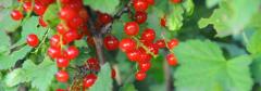 Tailler les groseilliers et cassissiers - Promesse de Fleurs