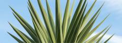 Choisir un Yucca - Promesse de Fleurs